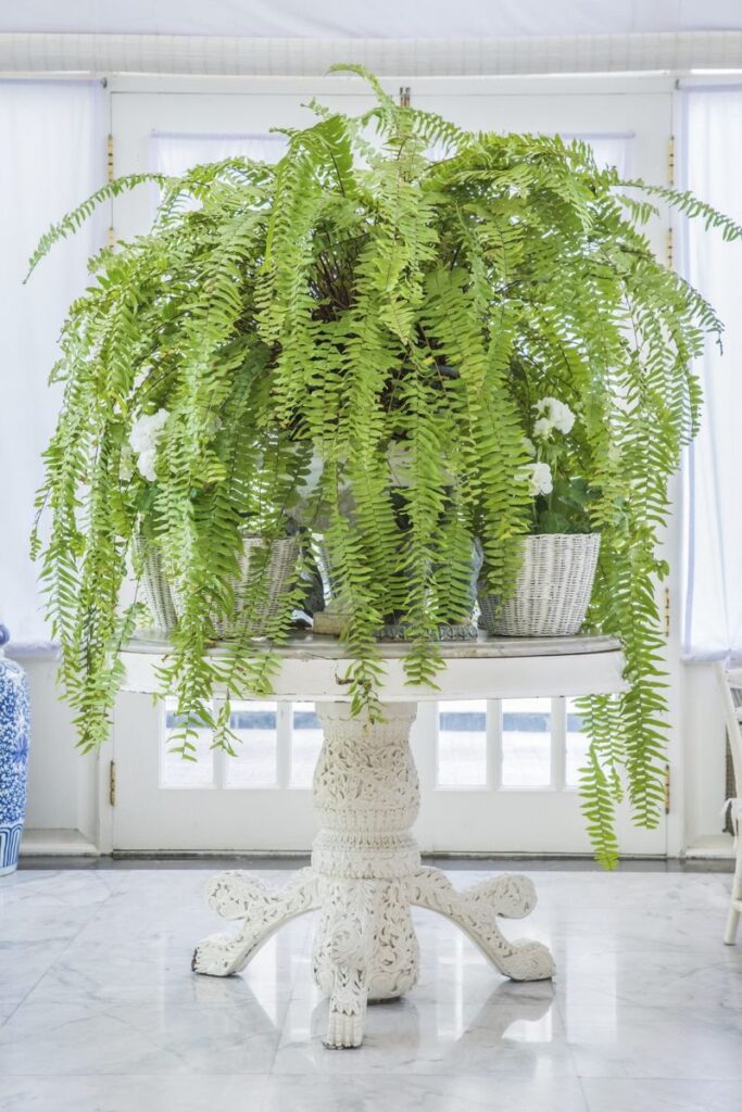 Skip These 8 Scentless Plants — Plant These 20 Aromatic Beauties ...