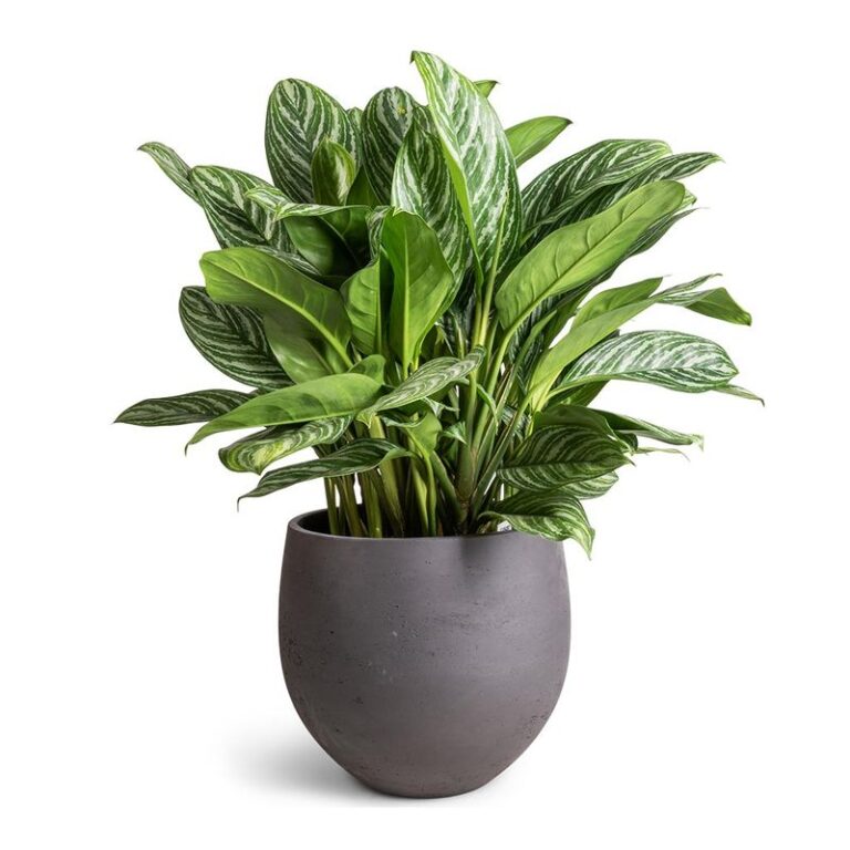 Skip These 8 Scentless Plants — Plant These 20 Aromatic Beauties ...