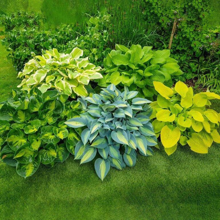 10 Plants That Flourish in Only 4 Hours of Daylight - Complete Gardening