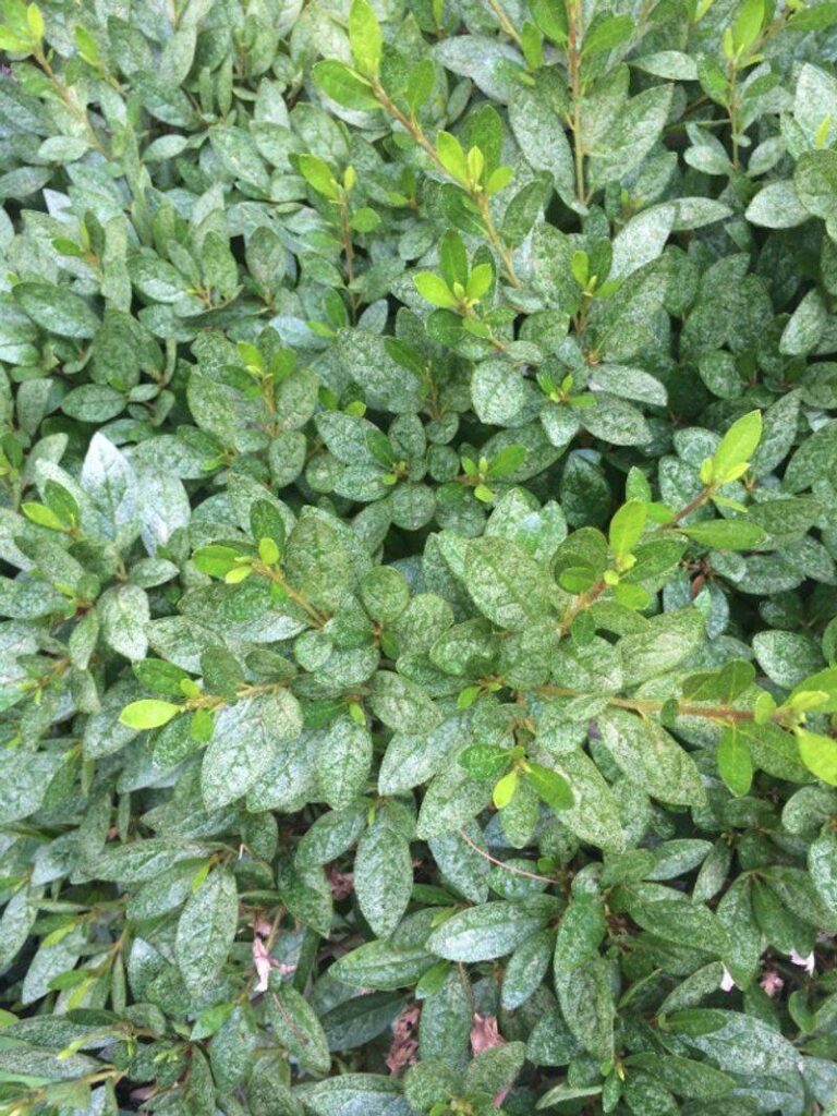 What’s Wrong With Your Azaleas? Identify, Tackle & Prevent Common ...