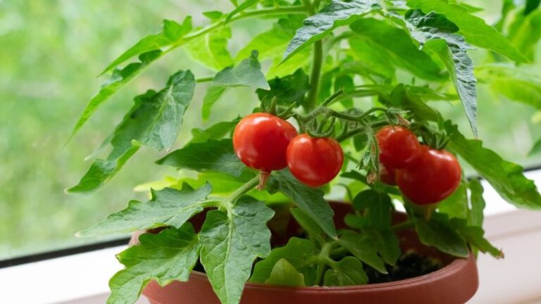 16 Dwarf Tomato Varieties That Thrive In Pots When Started Indoors (And ...