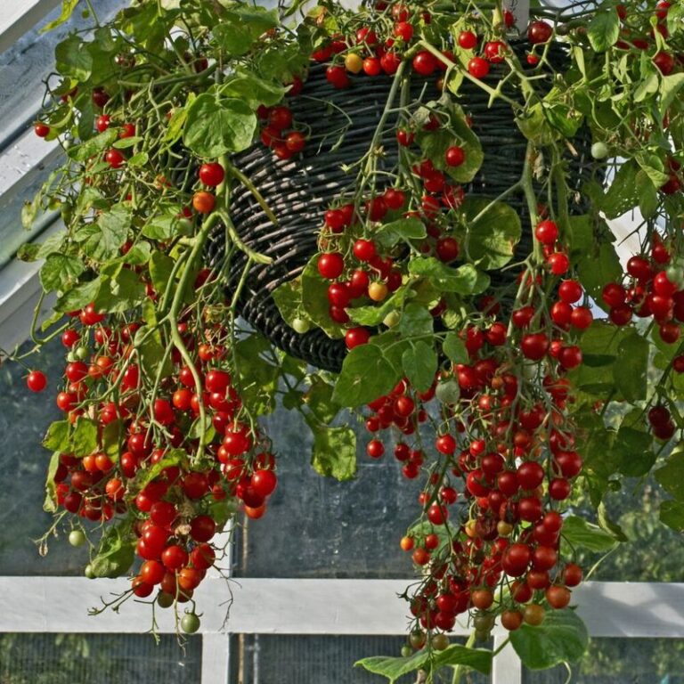 16 Dwarf Tomato Varieties That Thrive In Pots When Started Indoors (And ...