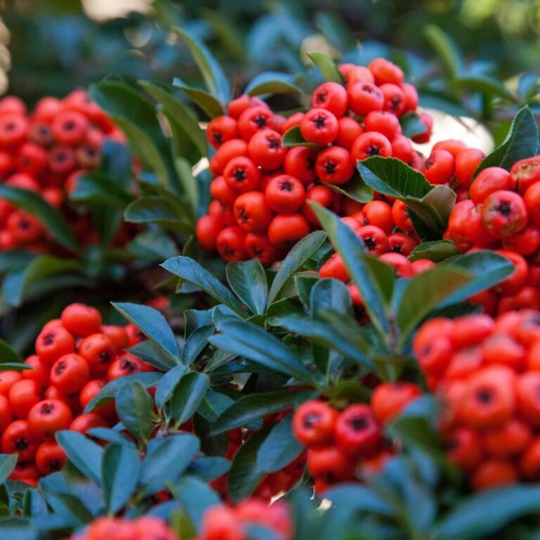 25 Red Berry Shrubs to Brighten Your Garden - Complete Gardening