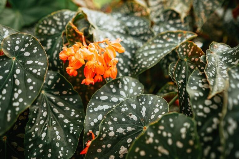 I Collected 17 Spotted Begonias So You Don't Have To - Here Are Winners ...