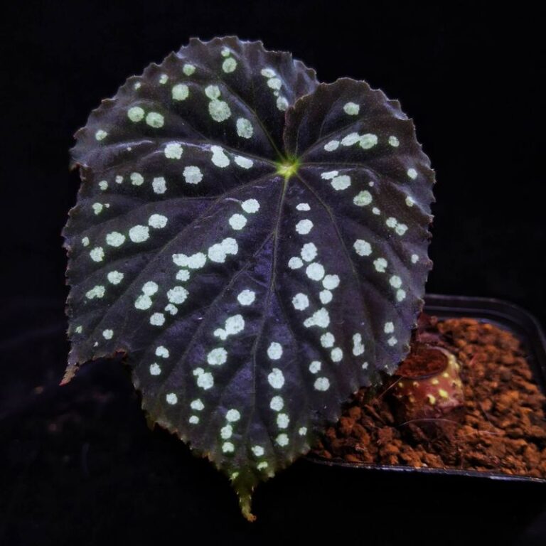 I Collected 17 Spotted Begonias So You Don't Have To - Here Are Winners ...