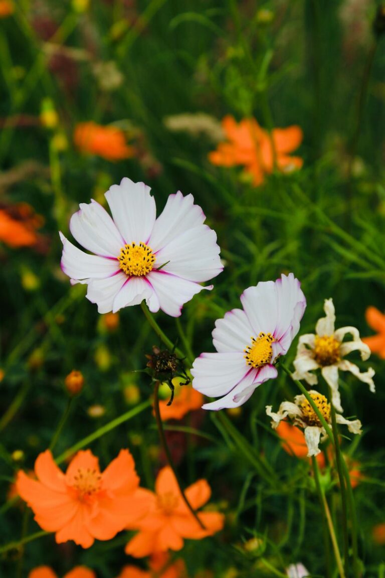 30 Flowers That Bloom All Summer — With Zero Fuss - Complete Gardening
