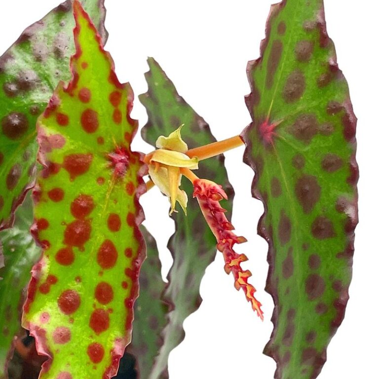 I Collected 17 Spotted Begonias So You Don't Have To - Here Are Winners ...