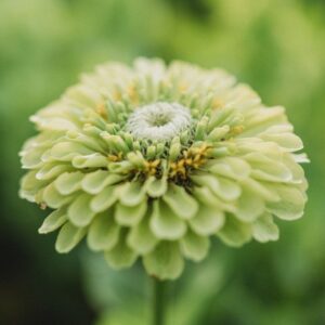 Top 20 Green Flowers for a Lush, Unique Garden - Complete Gardening