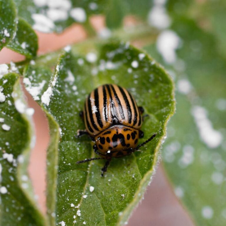 5 Japanese Beetle Mistakes to Avoid Plus 11 Solutions That Work ...