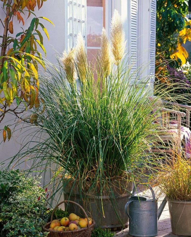 30 Must-Have Architectural Plants That Thrive in Containers - Complete ...