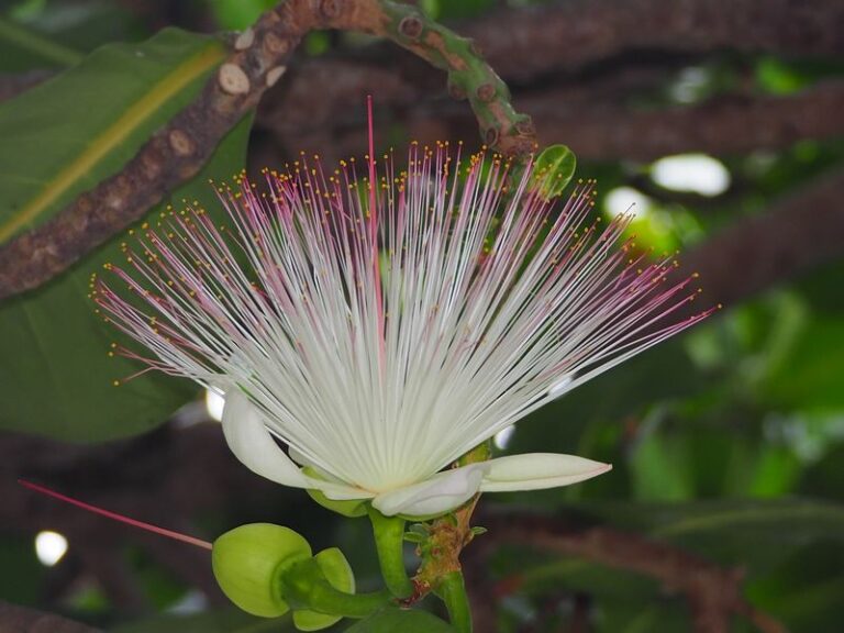 18 Of The World’s Strangest Flowers - Complete Gardening