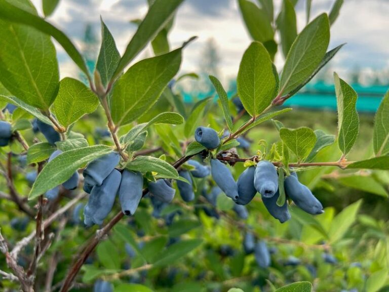 15 Berry Bushes That Thrive in Cold Climates - Complete Gardening
