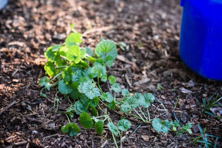 15 Easy Tricks To Wipe Out Creeping Charlie Weed - Complete Gardening