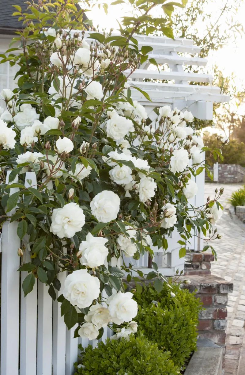 The 17 Toughest Roses That Will Survive Anything - Complete Gardening