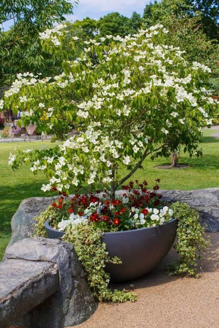 16 Trees You Can Grow in Pots—Perfect for Tiny Patios or Balconies ...