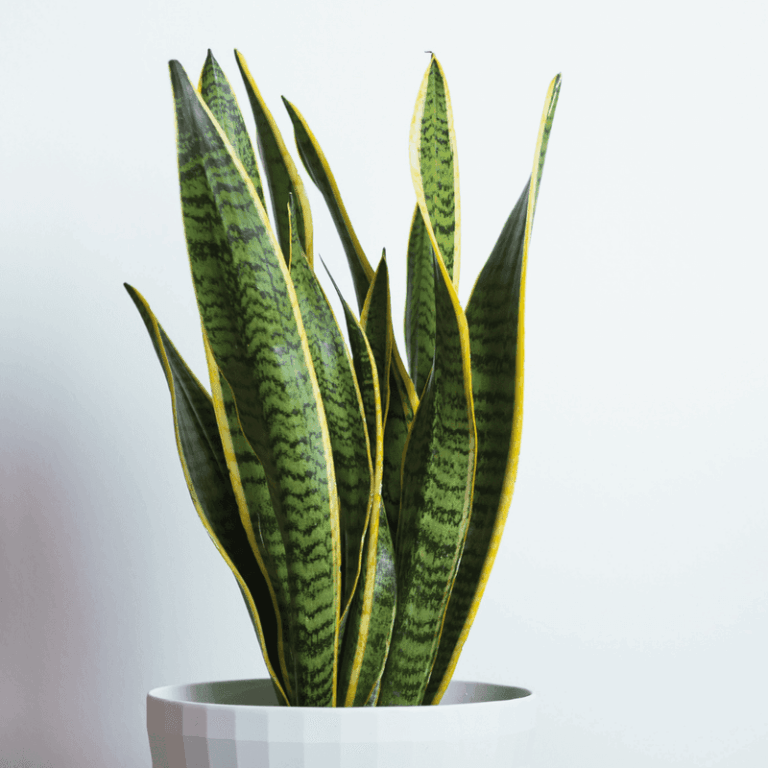 Breaking: 20 No-Light Plants Found to Purify Air Better Than Expected ...