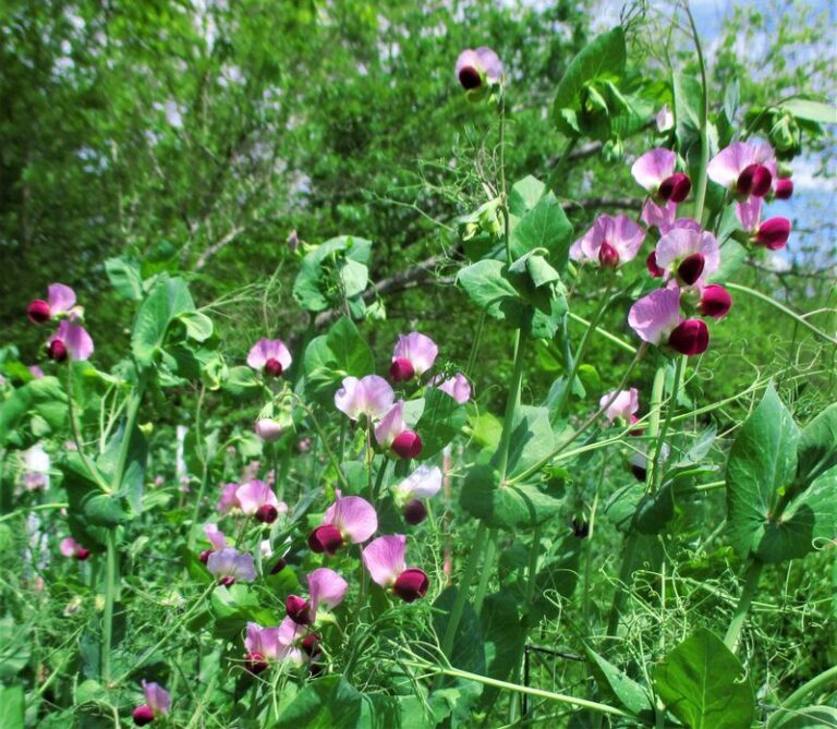 16 Cover Crops to Recharge Your Garden Soil - Complete Gardening