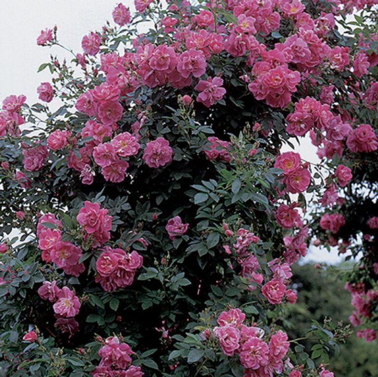 The 17 Toughest Roses That Will Survive Anything - Complete Gardening