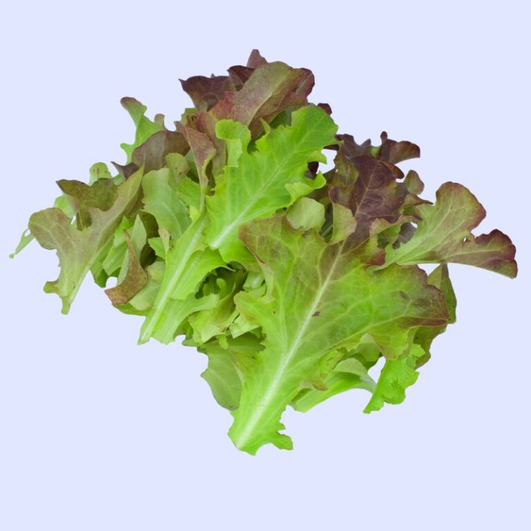 Grow It Fast: 17 Leaf Lettuce Varieties That Thrive with Minimal Effort ...