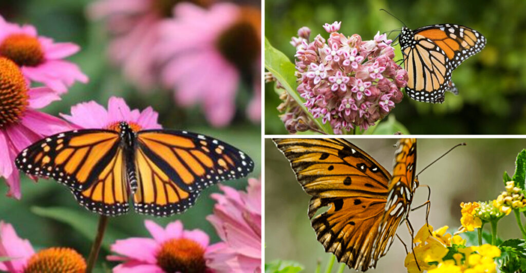 Butterfly Buffet: 17 Plants That Support All Life Stages - Complete ...