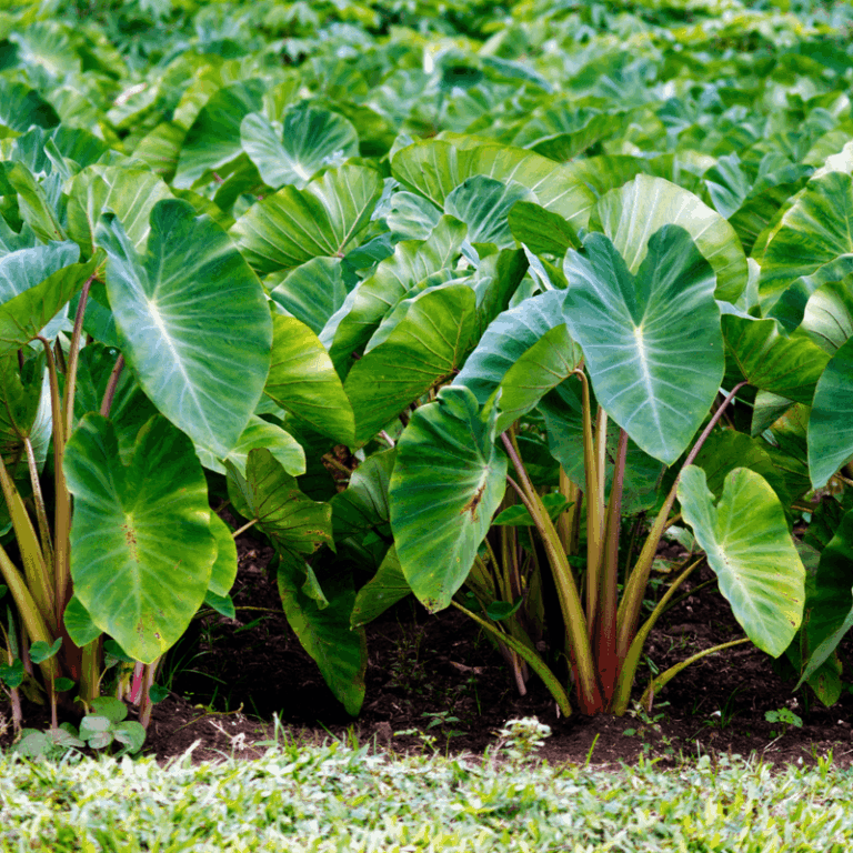 20 Perennials That Look Like Exotic Tropicals - Complete Gardening