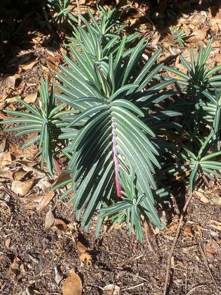 10 Plants That Moles Hate - Complete Gardening
