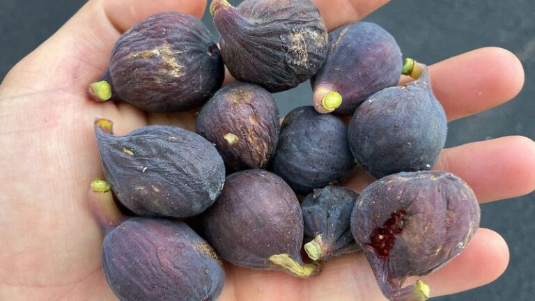 31 Types Of Fruits That Went Extinct (And What We Lost Forever ...