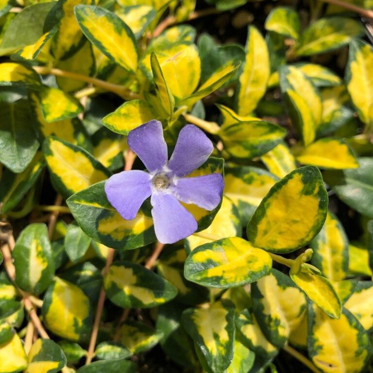 I Tried 15 Periwinkle Varieties in My Front Yard - Here's What I ...