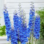 17 Blue Perennials That Return Every Spring Without Replanting ...