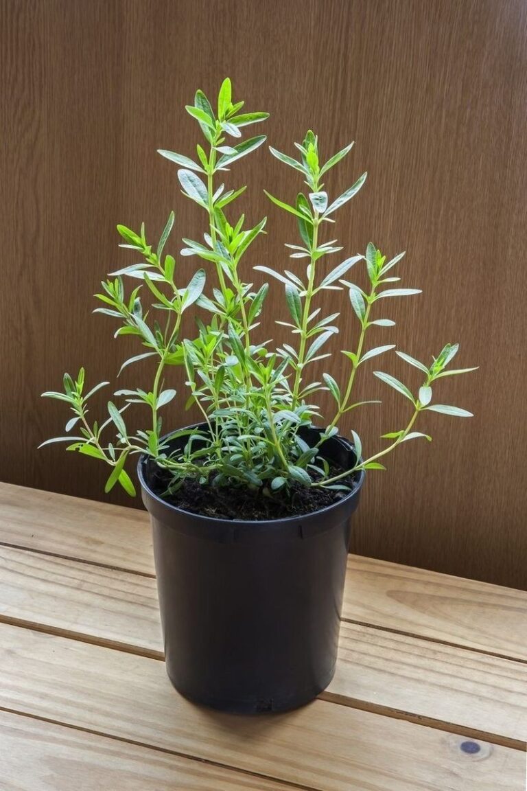 I Grew 23 Herbs in My Tiny Apartment for 6 Months — These Methods ...
