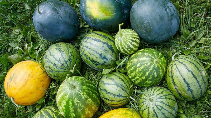 One Simple Watermelon Test Farmers Use — 11 Popular Methods Don't Work ...