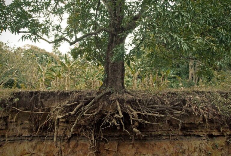 16 Reasons Your Fruit Trees Are Dropping Fruit—and How to Fix It for ...