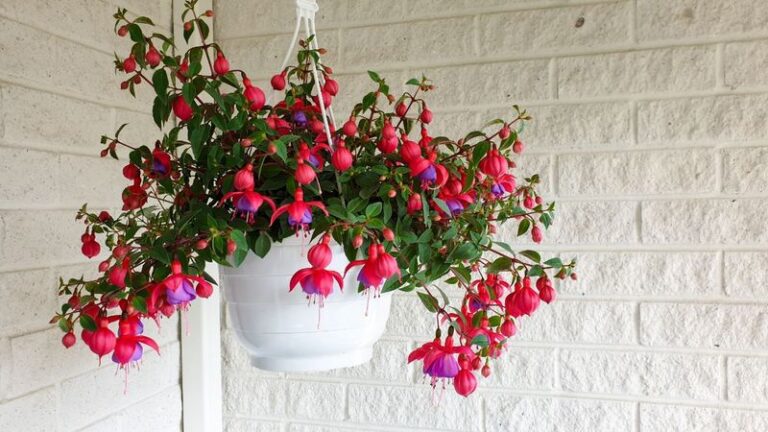25 Hanging Houseplants That’ll Instantly Bring Your Space to Life ...