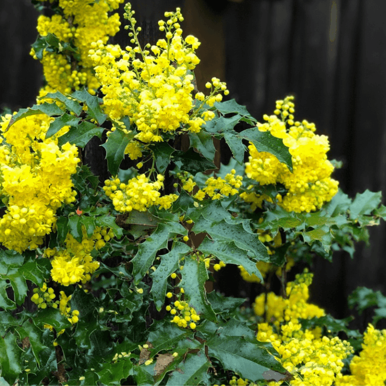 15 Shrubs & 10 Ground Covers That Shape Themselves & Stay Green All ...