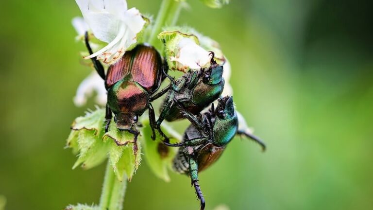 June Bug Invasion? These 17 Non-Toxic Tricks Actually Work - Complete ...