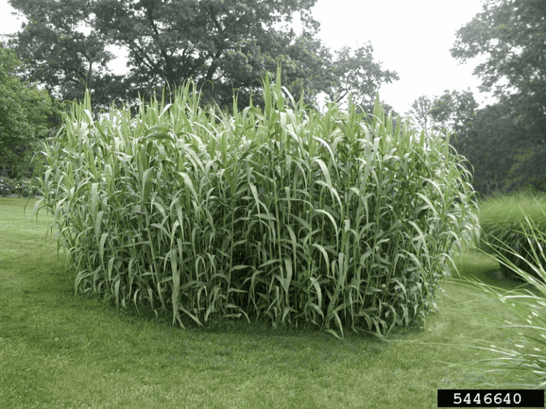 10 Invasive Ornamental Grasses To Avoid (And 10 That Behave Beautifully ...