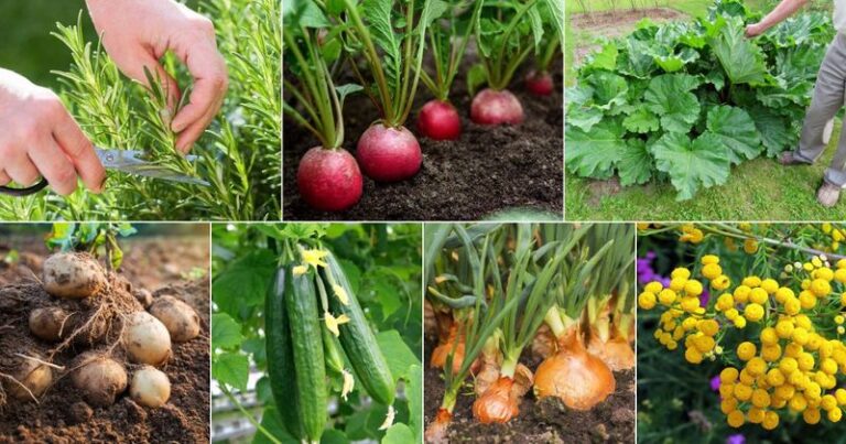 17 Companion Plants That Will Thrive With Your Radishes - Complete ...