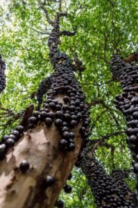 This Fast Fruiting Trend Is Exploding - 23 Trees That Don't Wait ...