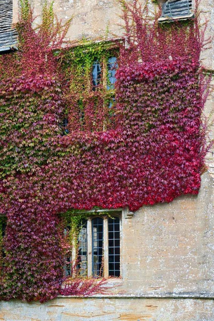 Climbing plants that thrive on neglect – 15 low-effort, vibrant vines ...