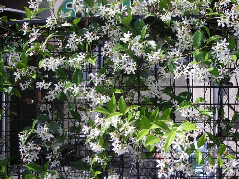 13 Vining Plants That Love Chainlink Fences - Complete Gardening