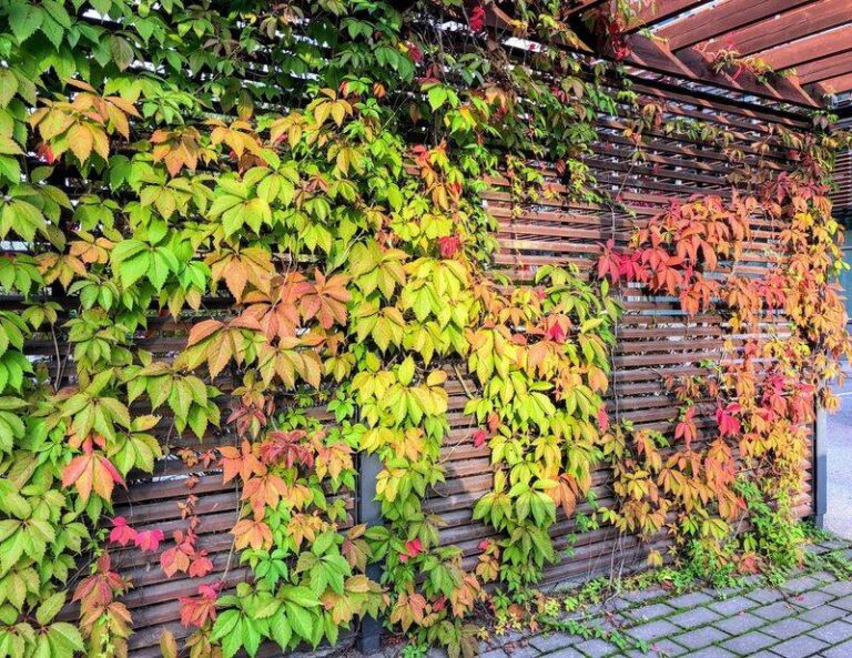 Climbing plants that thrive on neglect – 15 low-effort, vibrant vines ...