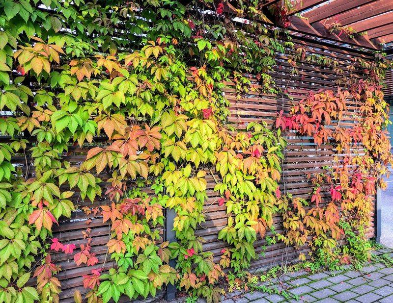 Climbing plants that thrive on neglect – 15 low-effort, vibrant vines ...