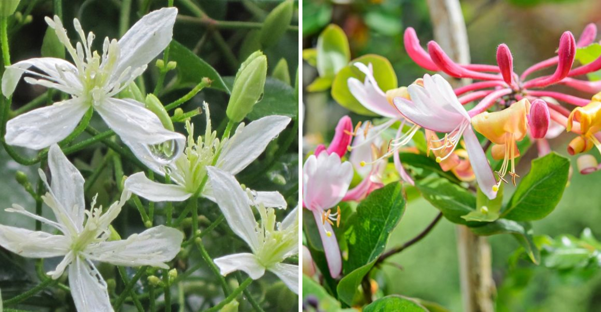 Climbing plants that thrive on neglect – 15 low-effort, vibrant vines ...