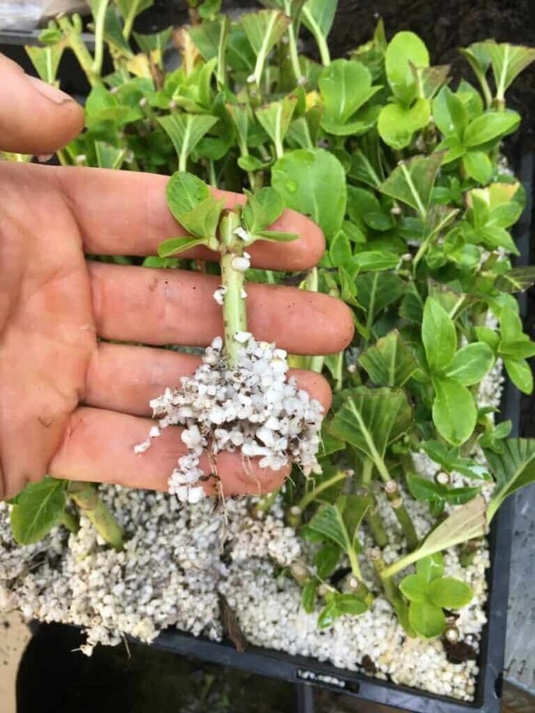 I Propagated 23 Hydrangeas in My Backyard - Here's What Actually Works ...