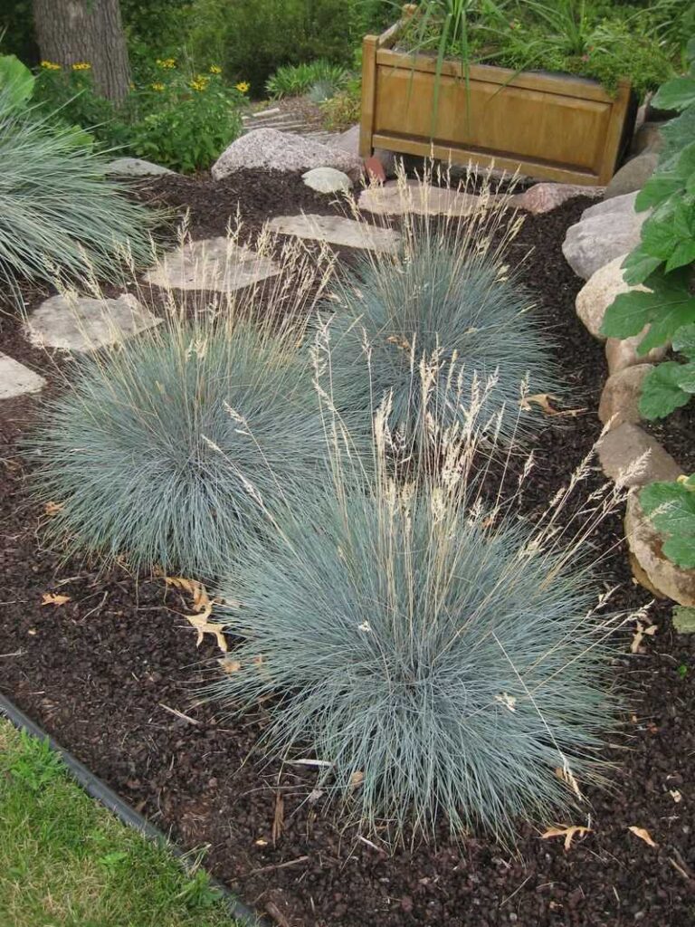 10 Invasive Ornamental Grasses To Avoid (And 10 That Behave Beautifully ...