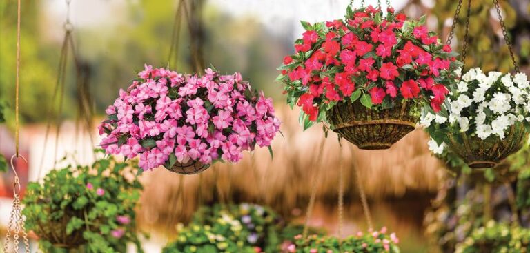 You've Been Growing 16 Container Impatiens Wrong - Here's the Real Way ...