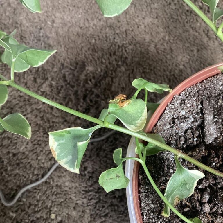17 Periwinkle Problems Every Gardener Discovers Too Late - Complete ...