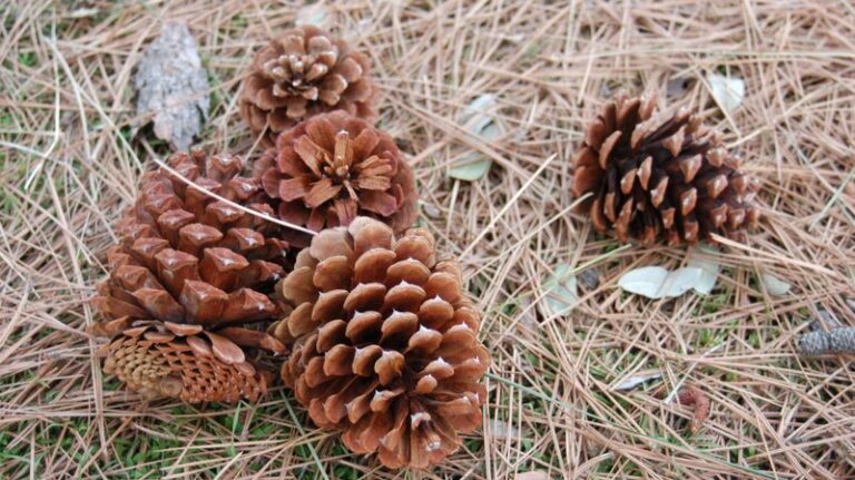 18 Reasons Why Pinecones Are Beneficial For Your Garden - Complete ...