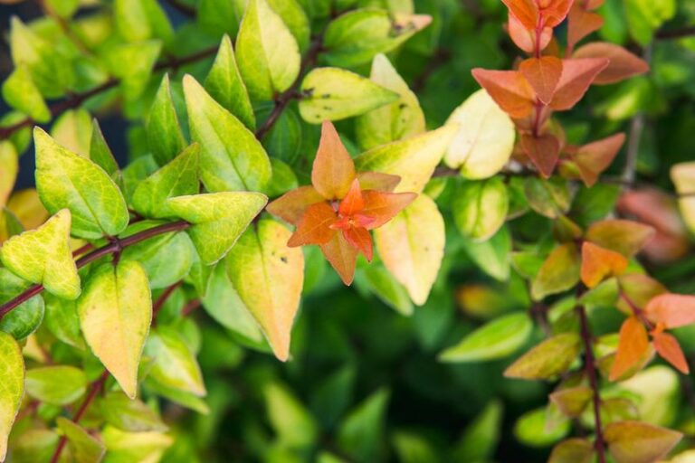 16 Stunning Abelia Varieties That’ll Add Color to Your Yard for Months ...