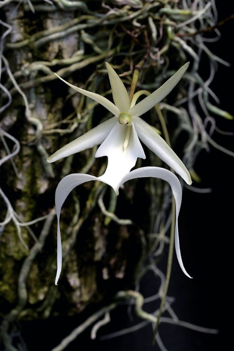 18 Of The World’s Strangest Flowers - Complete Gardening